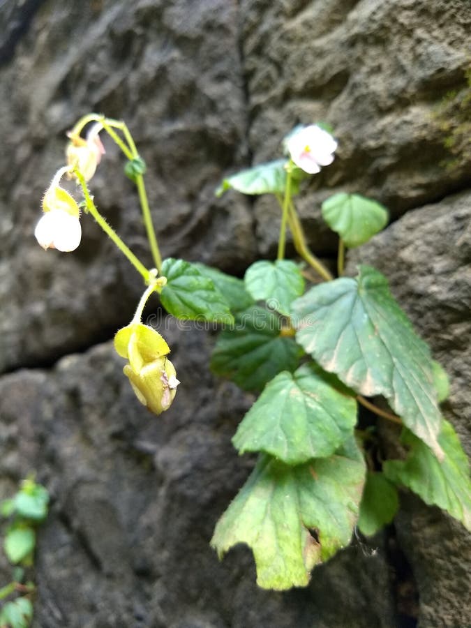 Flower stock image. Image of small, flower, nature, beautiful - 103230949