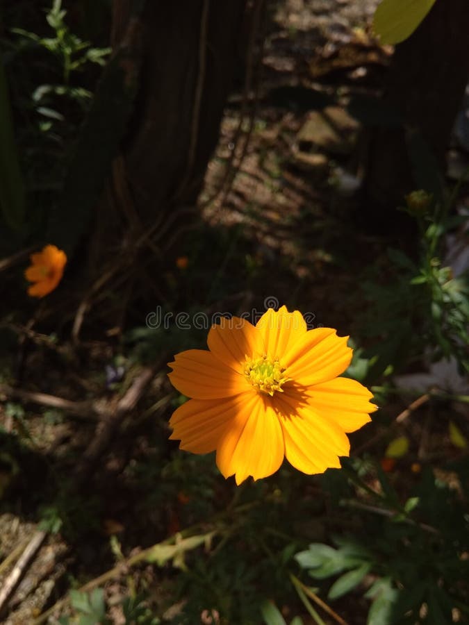 Flower Vibe stock photo. Image of light, flower, vibe - 219634456