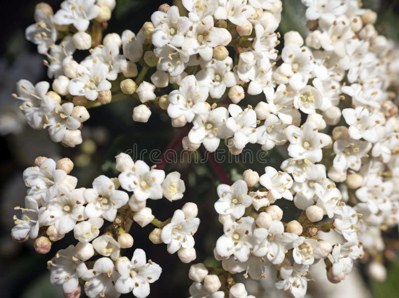 Flower of Viburnum tinus stock image. Image of garden - 311782701