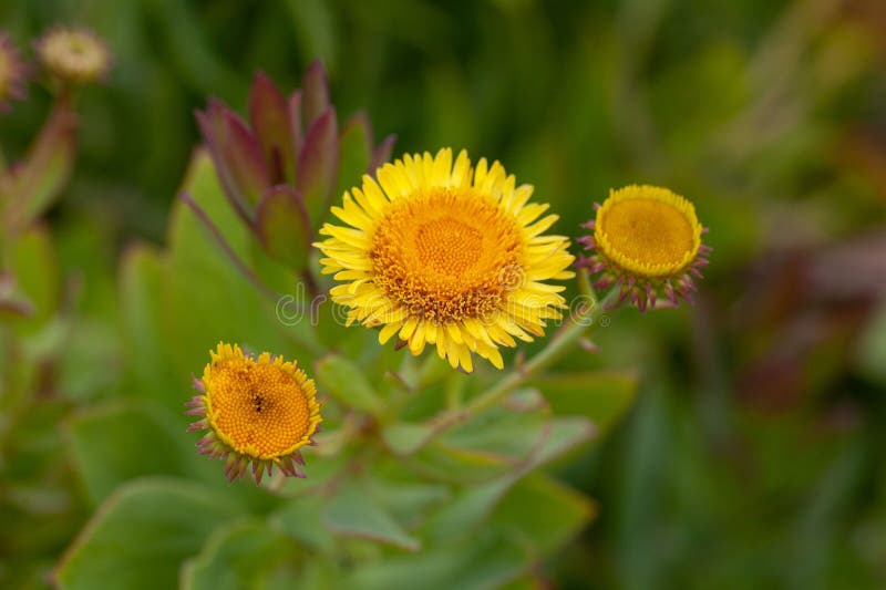 Flower of a Vieria Laevigata Stock Photo - Image of laevigata, close ...