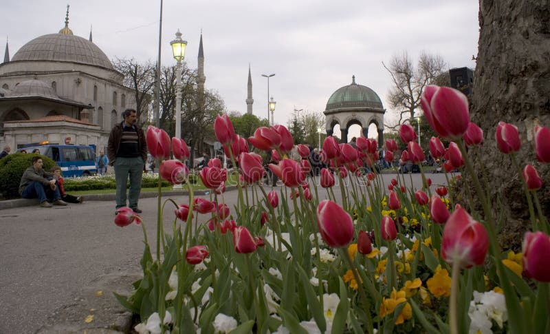 A Flower View from Istanbul Editorial Stock Photo - Image of lily ...