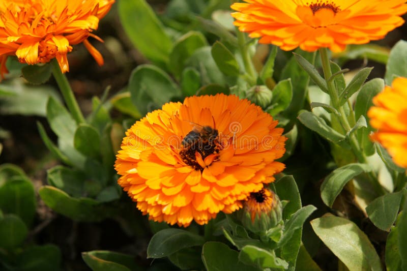 A Flower View from Istanbul Stock Photo - Image of petal, tulip: 294800108
