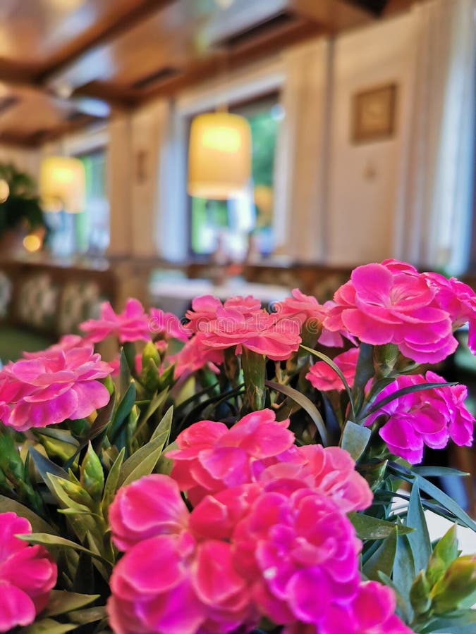 Flower view the room stock photo. Image of rose, flowerpot - 190186298