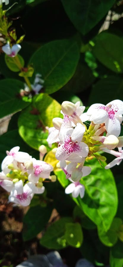 Flower View on the Top is Beautifull Stock Photo - Image of spring ...