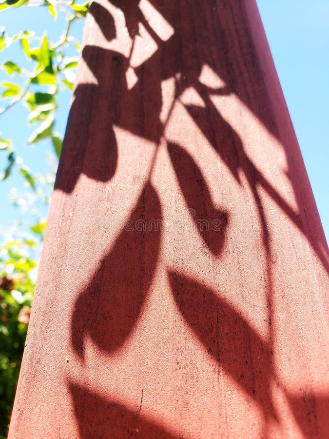 Flower Vine Shadow on Wood Post Stock Image - Image of natural, flowers ...