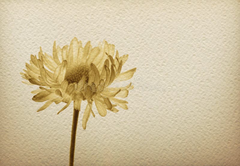 Flower on a vintage paper stock image. Image of sepia - 17946961