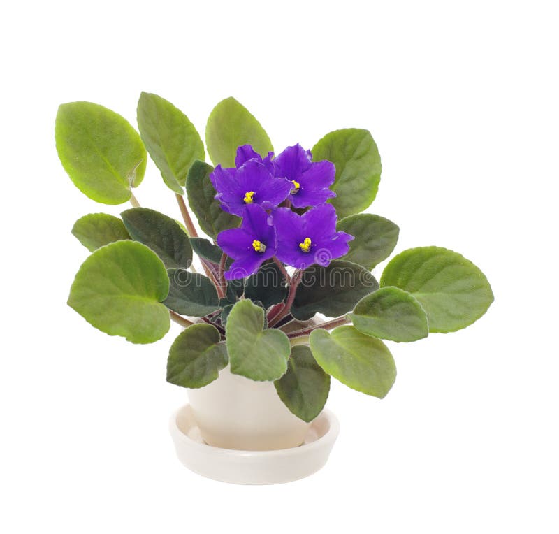 Flower Viola in Pot on White Stock Photo - Image of viola, hosehold ...