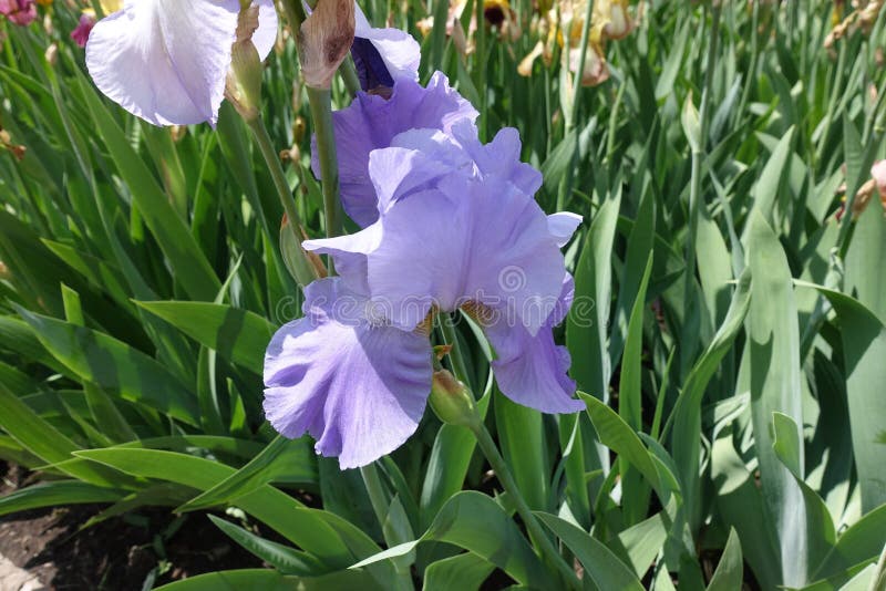 A Flower of Violet Iris in the Garden Stock Image - Image of natural ...