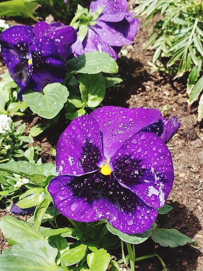 Flower Violet Rain Green Plants Stock Image - Image of flower, rain ...