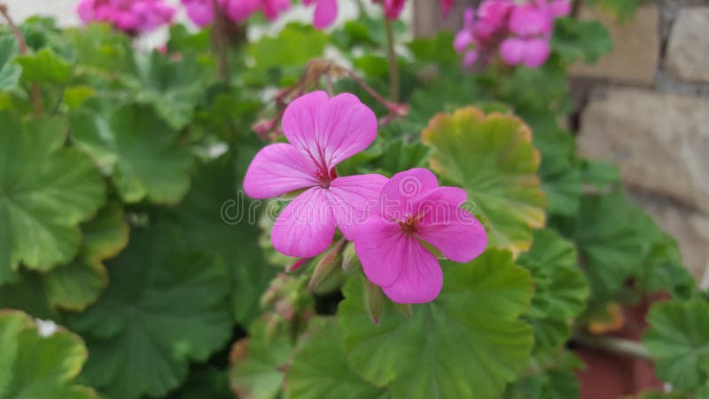 Flower stock image. Image of closeup, violet, weed, wall - 89158999