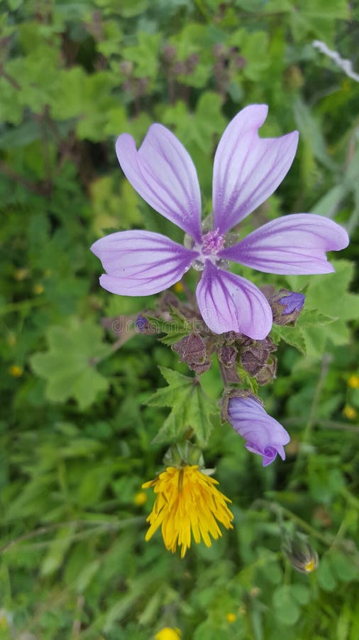 Flower stock image. Image of leaves, grass, closeup, countryside - 89159019