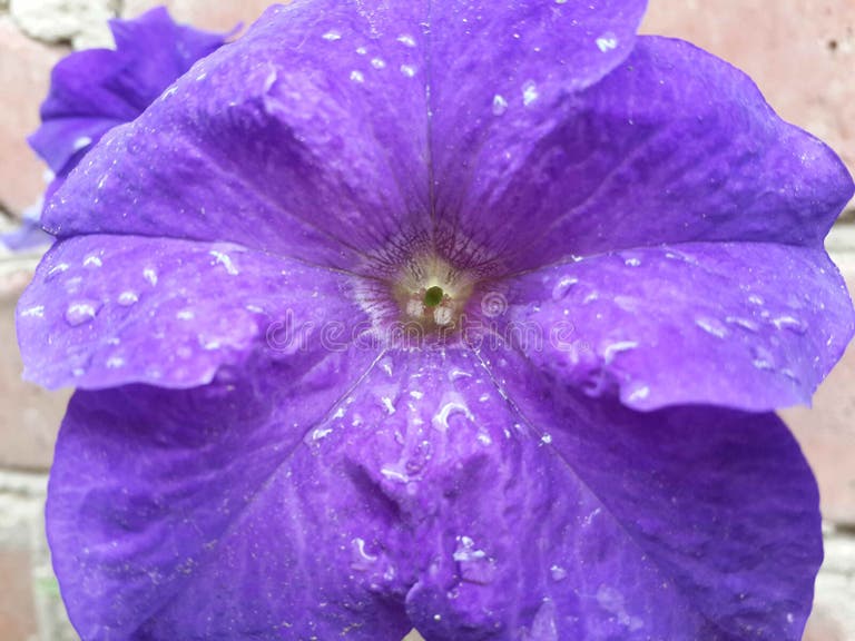 Flower stock photo. Image of drop, viola, summer, flower - 43115676