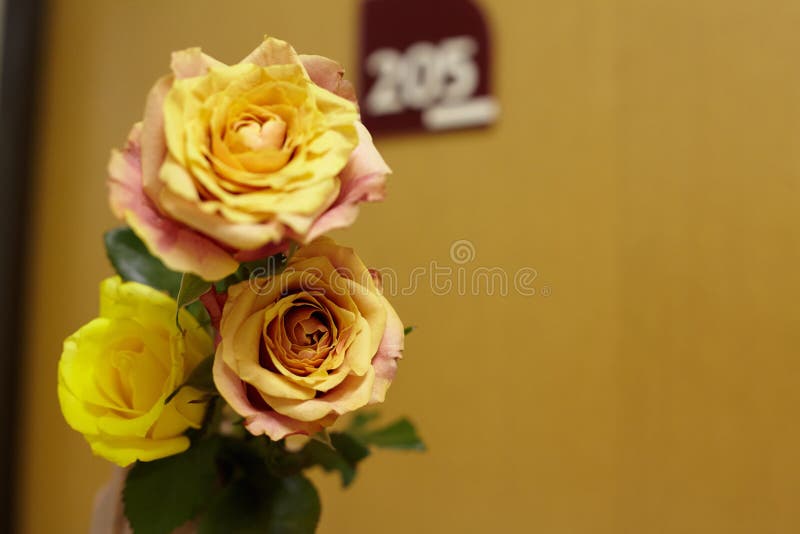 Flower when Visiting Hospital Stock Photo - Image of rose, door: 47329428