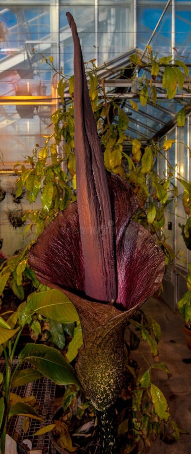 Flower of Voodoo Lily stock photo. Image of botany, plant - 204435792