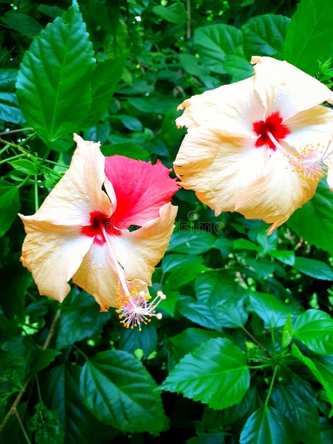 Flower of Wada. Very Nice and Very Luky Flower Stock Image - Image of ...