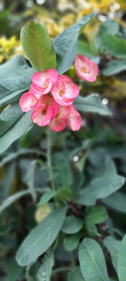 Flower in wake up stock photo. Image of plant, garden - 264810866