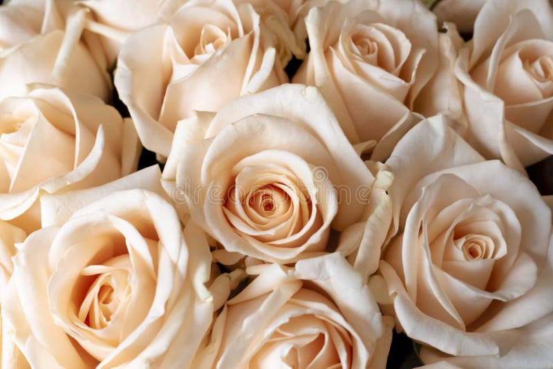 Flower Wall, Background of Natural Cream Roses Stock Photo - Image of ...