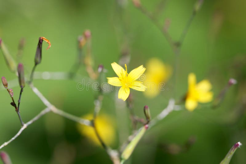 Flower of a Wall Lettuce, Lactuca Muralis Stock Photo - Image of herb ...