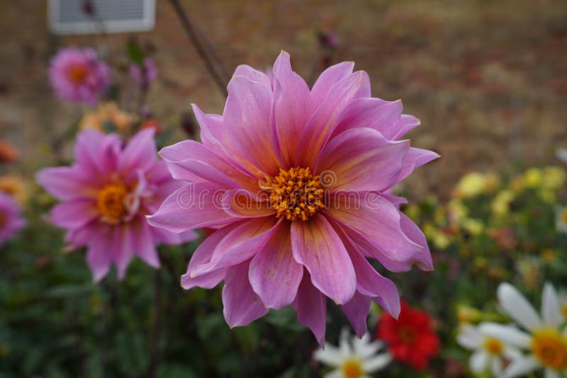 Flower in the sun stock photo. Image of colourful, pollen - 199347874