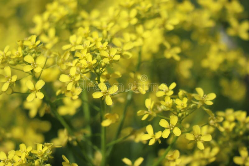 Turkish Wartycabbae Stock Photos - Free & Royalty-Free Stock Photos ...