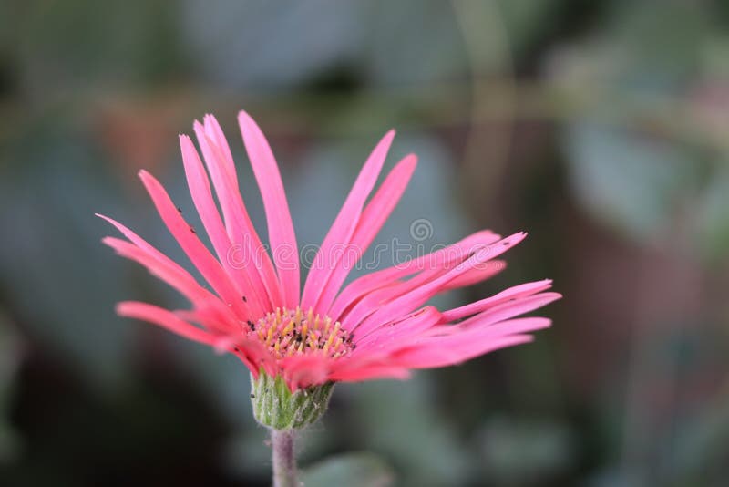 Flower was great stock image. Image of flower, globe - 168452405