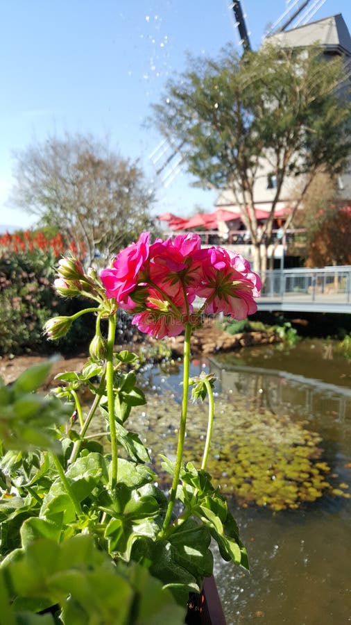 Flower editorial image. Image of growing, watefall, green - 56284045