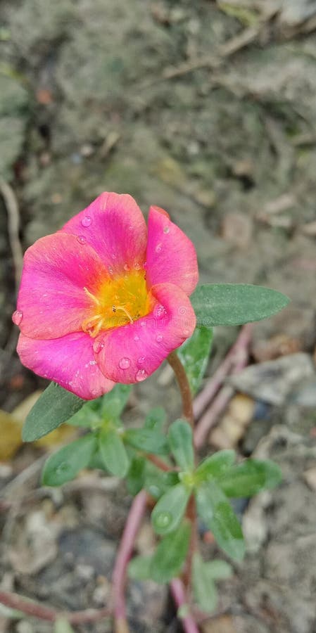 Flower water drop stock image. Image of water, garden - 123038311