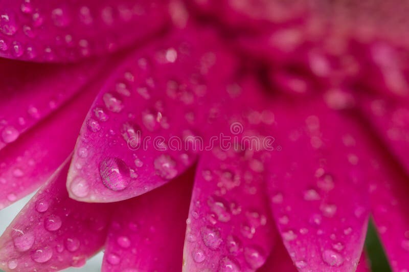 Flower with water drops stock photo. Image of water, purity - 9990940