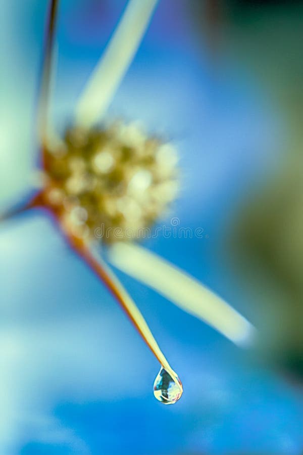 Flower with water drops stock photo. Image of mirror - 124177202