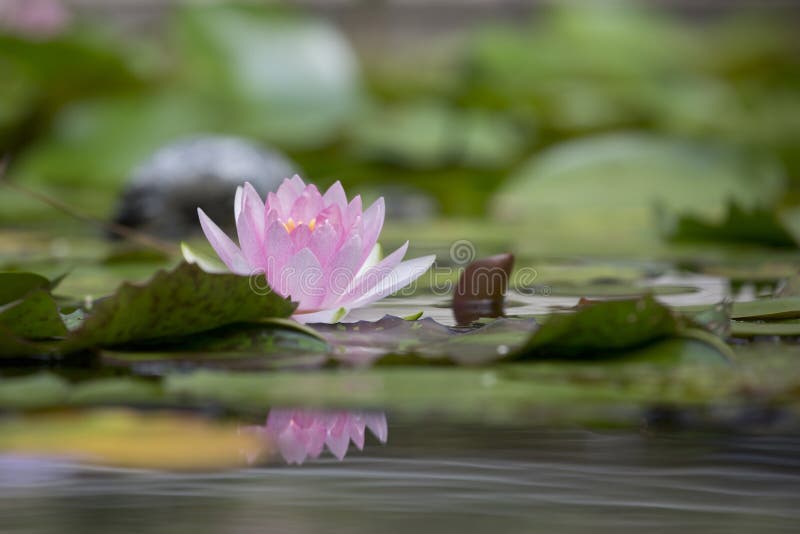 Flower, Water, Flora, Reflection Stock Image - Image of leaf, pond ...