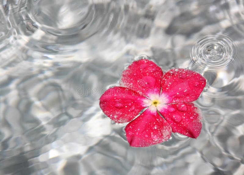 Flower in water fountain stock photo. Image of float - 11360184