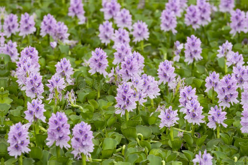 Flower of Water Hyacinth in the Summer Pond Stock Photo - Image of ...