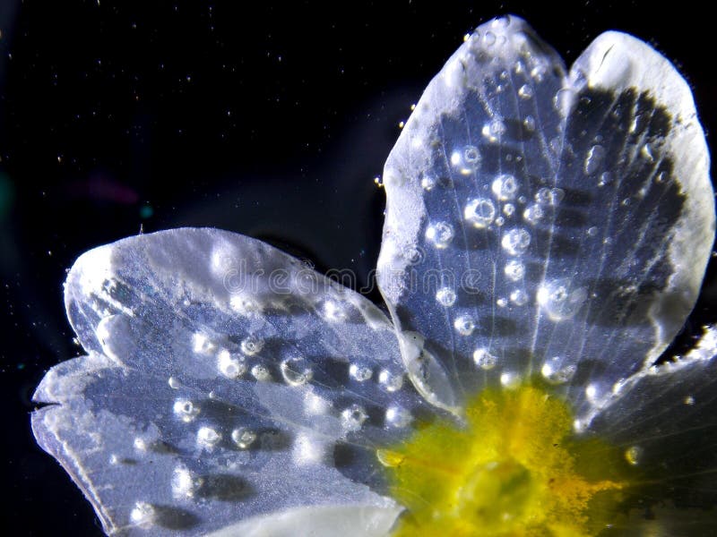 Flower in the water stock image. Image of leaf, water - 114654585