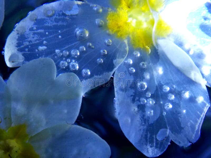 Flower in the water stock image. Image of little, plant - 114654849