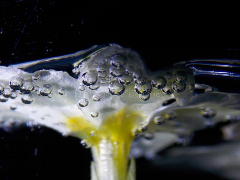 Flower in the water stock photo. Image of water, macro - 114655280