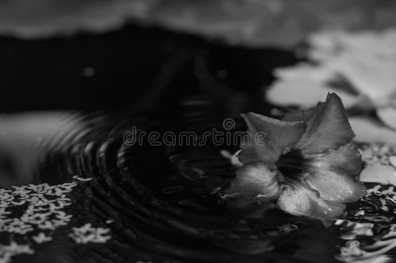 Flower on water stock photo. Image of flora, fall, pink - 55129232