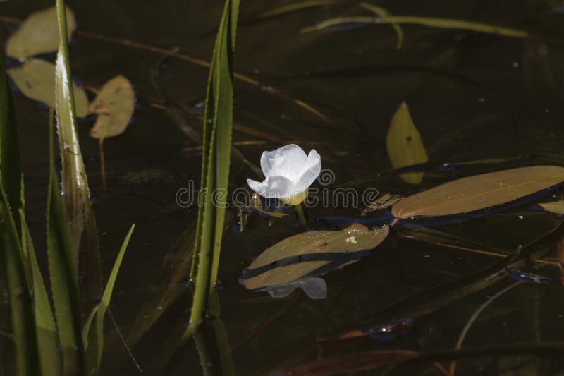 Flower of a Water Soldiers, Statiotes Aloides Stock Image - Image of ...