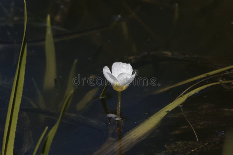 Flower of a Water Soldiers, Statiotes Aloides Stock Photo - Image of ...