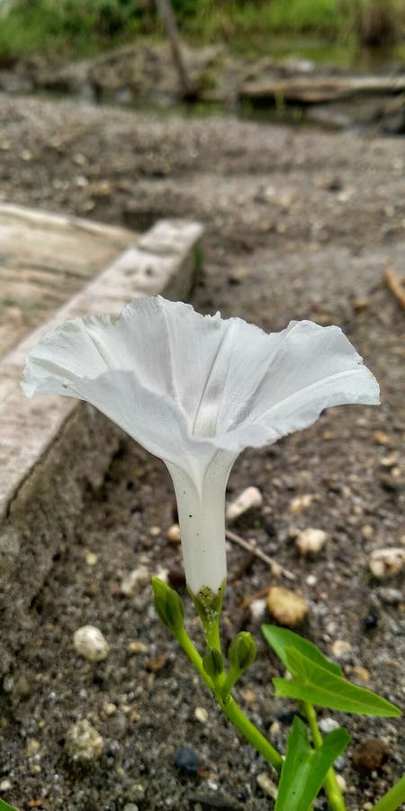 Flower water spinach stock photo. Image of soil, wood - 263296140
