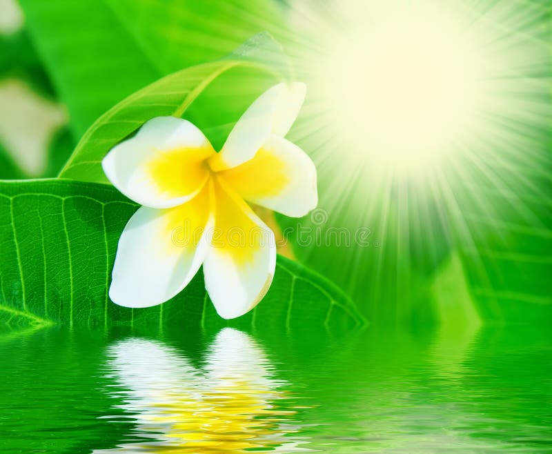 Flower water and sun rays stock photo. Image of flower - 7784240