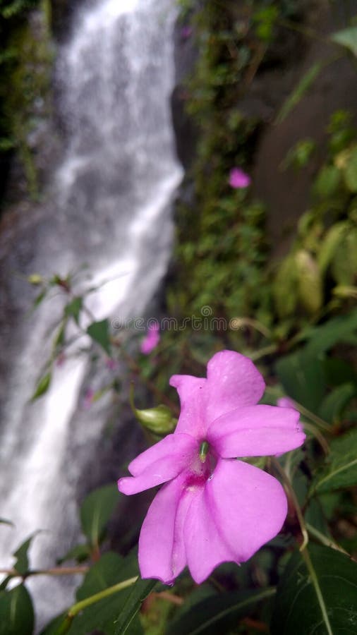 Flower and waterfall stock photo. Image of flower, waterfall - 120085884