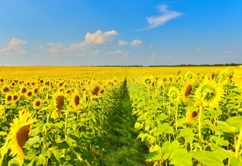 Sunflower path stock image. Image of land, landscape - 43266827
