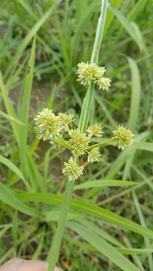 Weed or Cyperus Rotundus in Open Fields Stock Photo - Image of ...