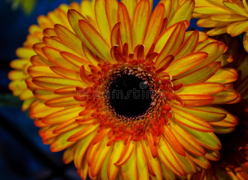 Flower stock image. Image of flower, weird, yellow, orange - 116723029