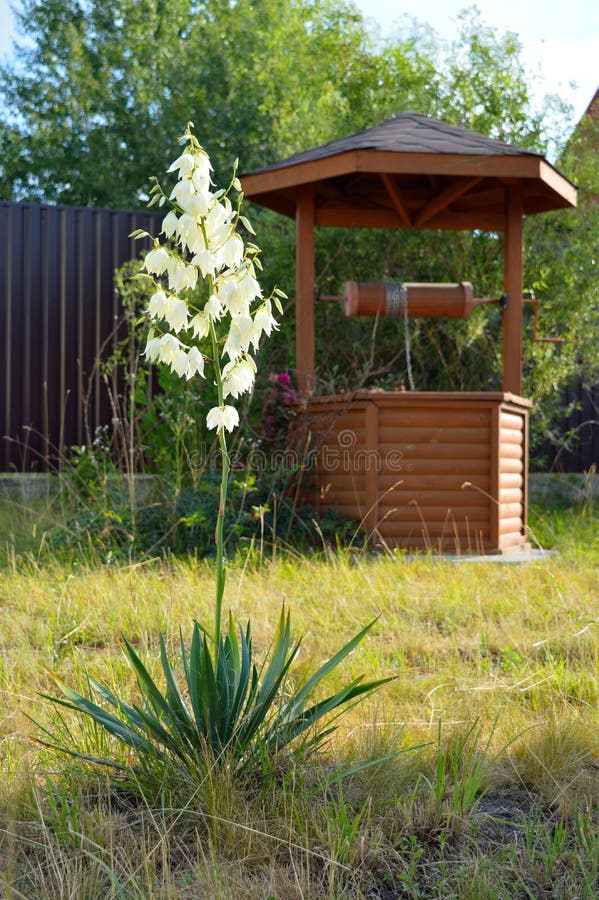 Flower and well stock image. Image of bloom, blossom - 92381357