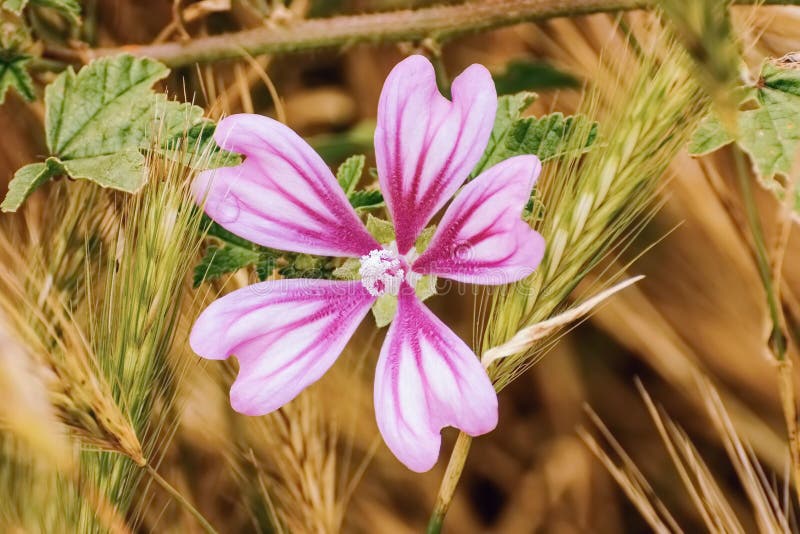Flower among the Wheat stock photo. Image of blooming - 65199148