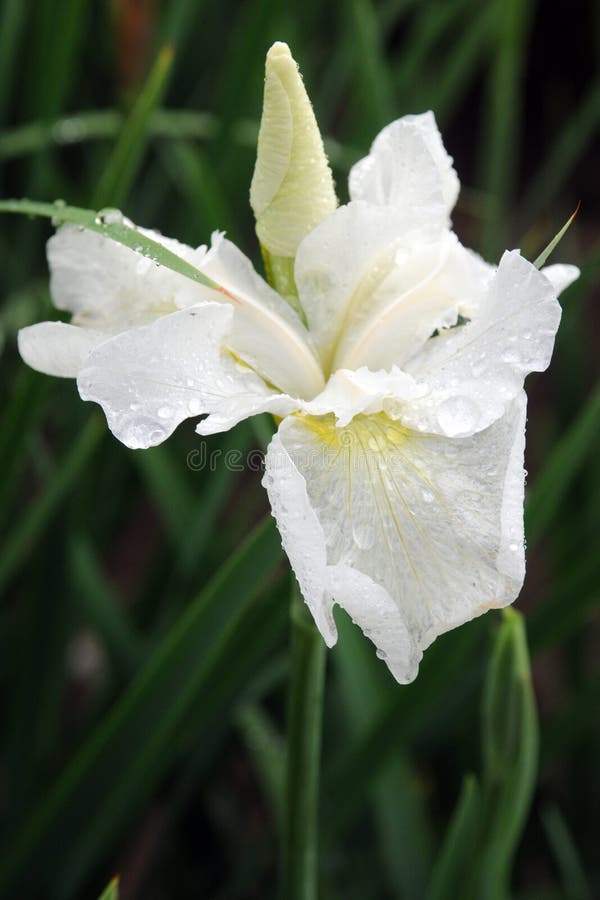 White Iris stock image. Image of raindrops, blooming, nature - 793733