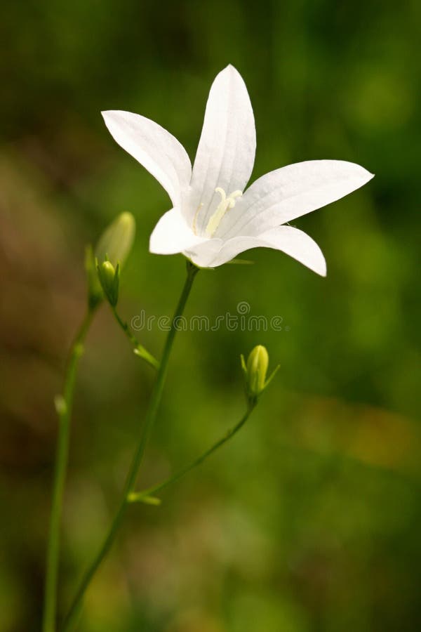 Flower with white bell stock image. Image of herbal, green - 49939437