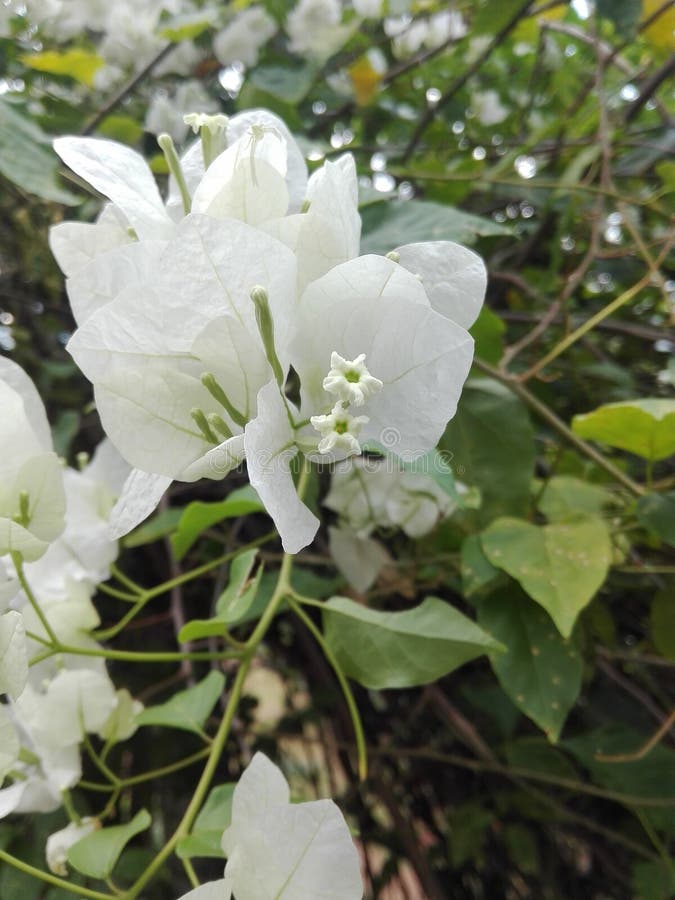 Flower Boganwila Stock Photos - Free & Royalty-Free Stock Photos from ...