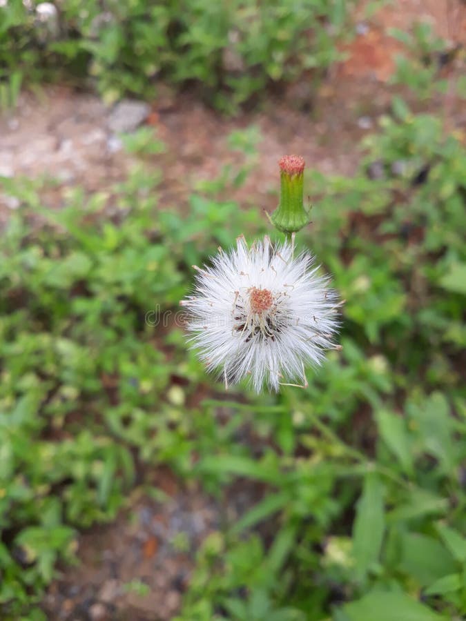 A Flower with a White Bull is Beautiful Stock Photo - Image of white ...